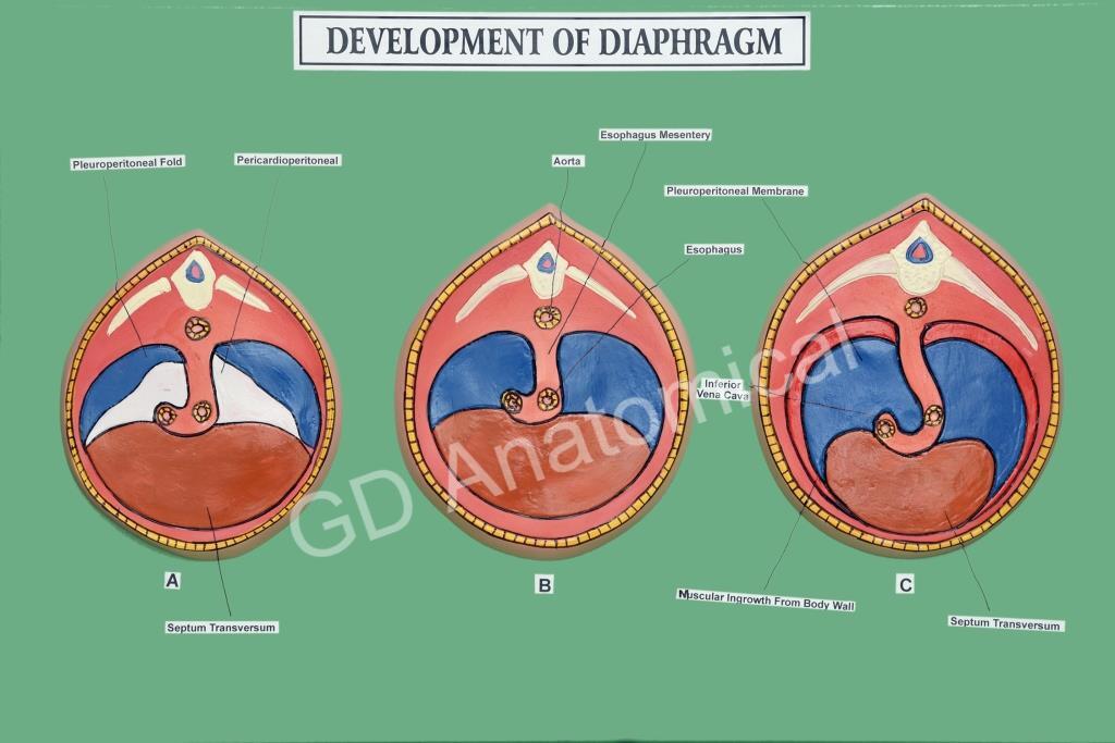Development Of Diaphragm Model