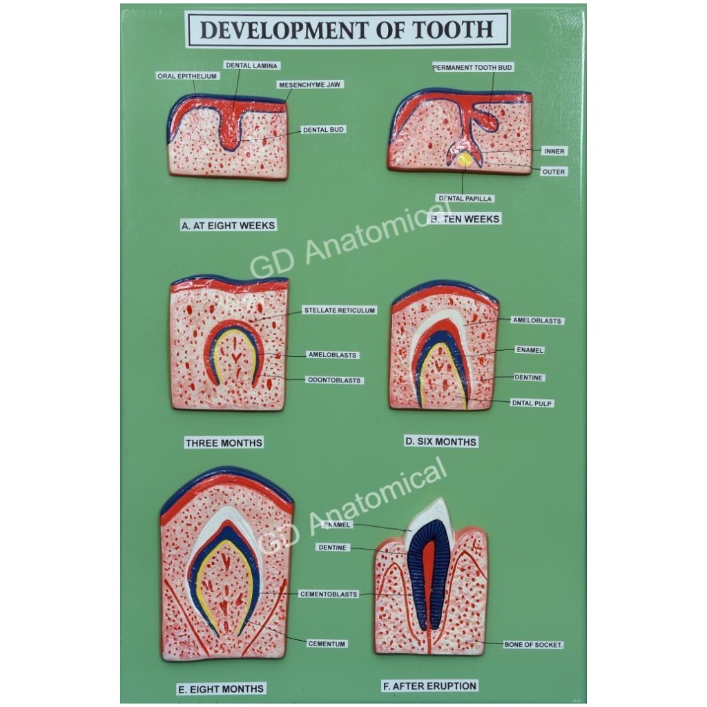 Development Of Tooth Model