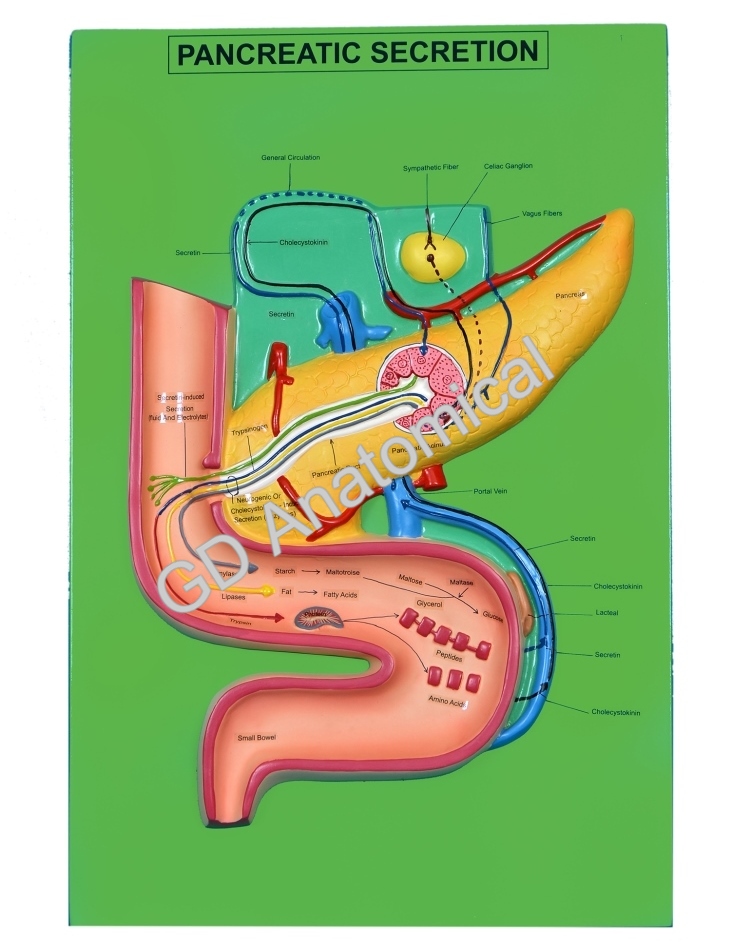 Pancreatic Secretion