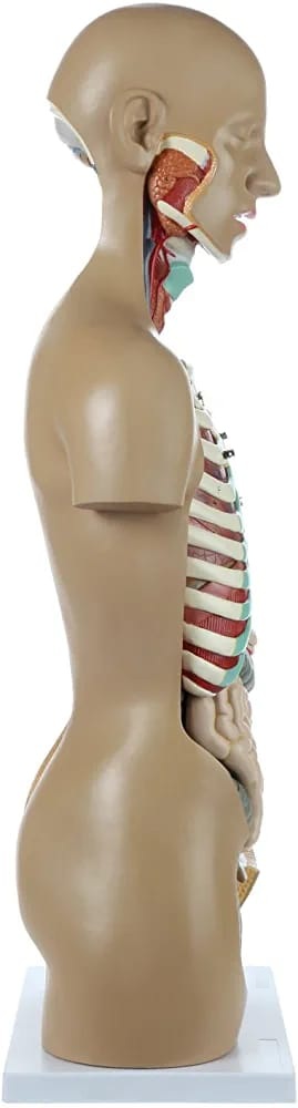 Human Torso Model
