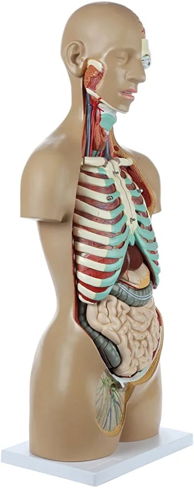 Human Torso Model