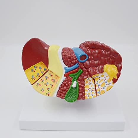 Human Liver Anatomical Model Liver Damage Model