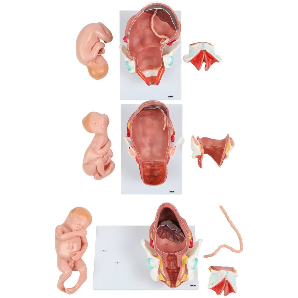 3-Stage Childbirth Process, Set Of 3 Models
