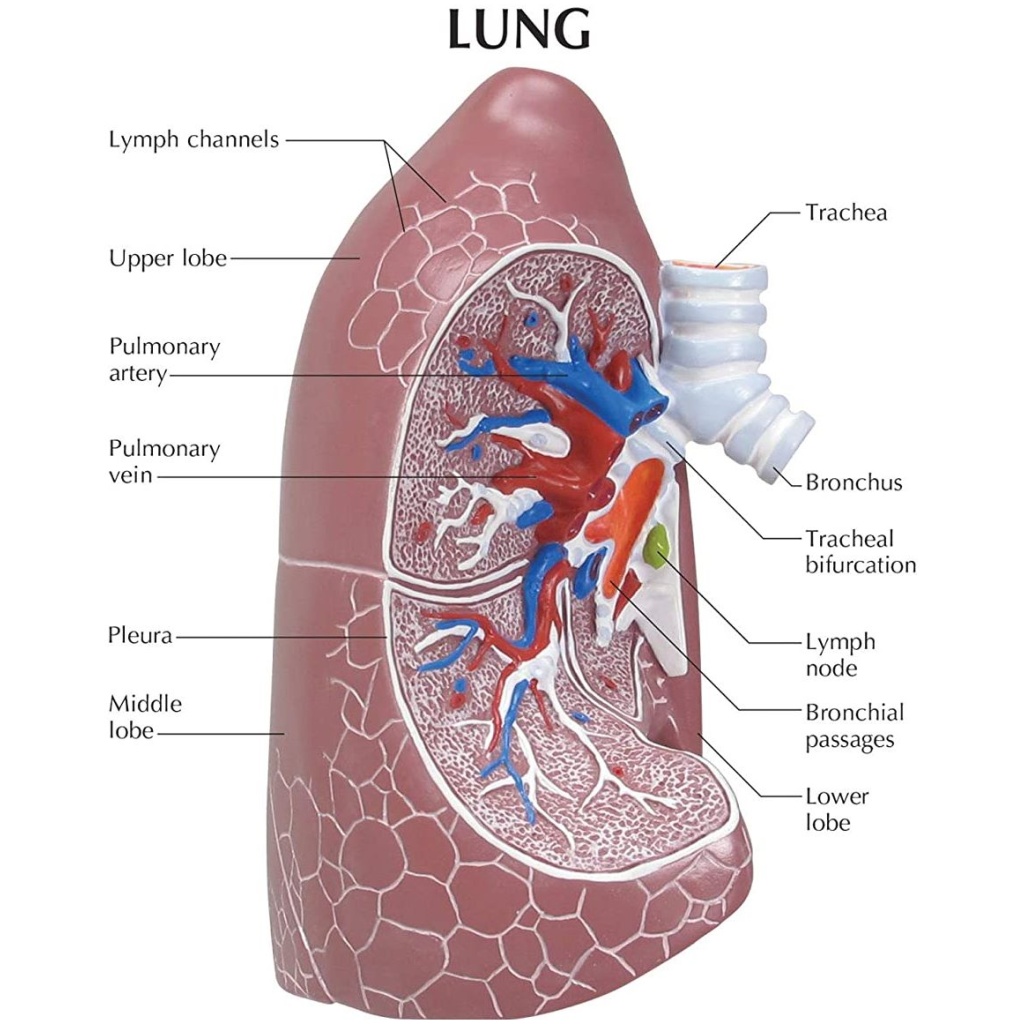 Basic Lung Anatomy Model