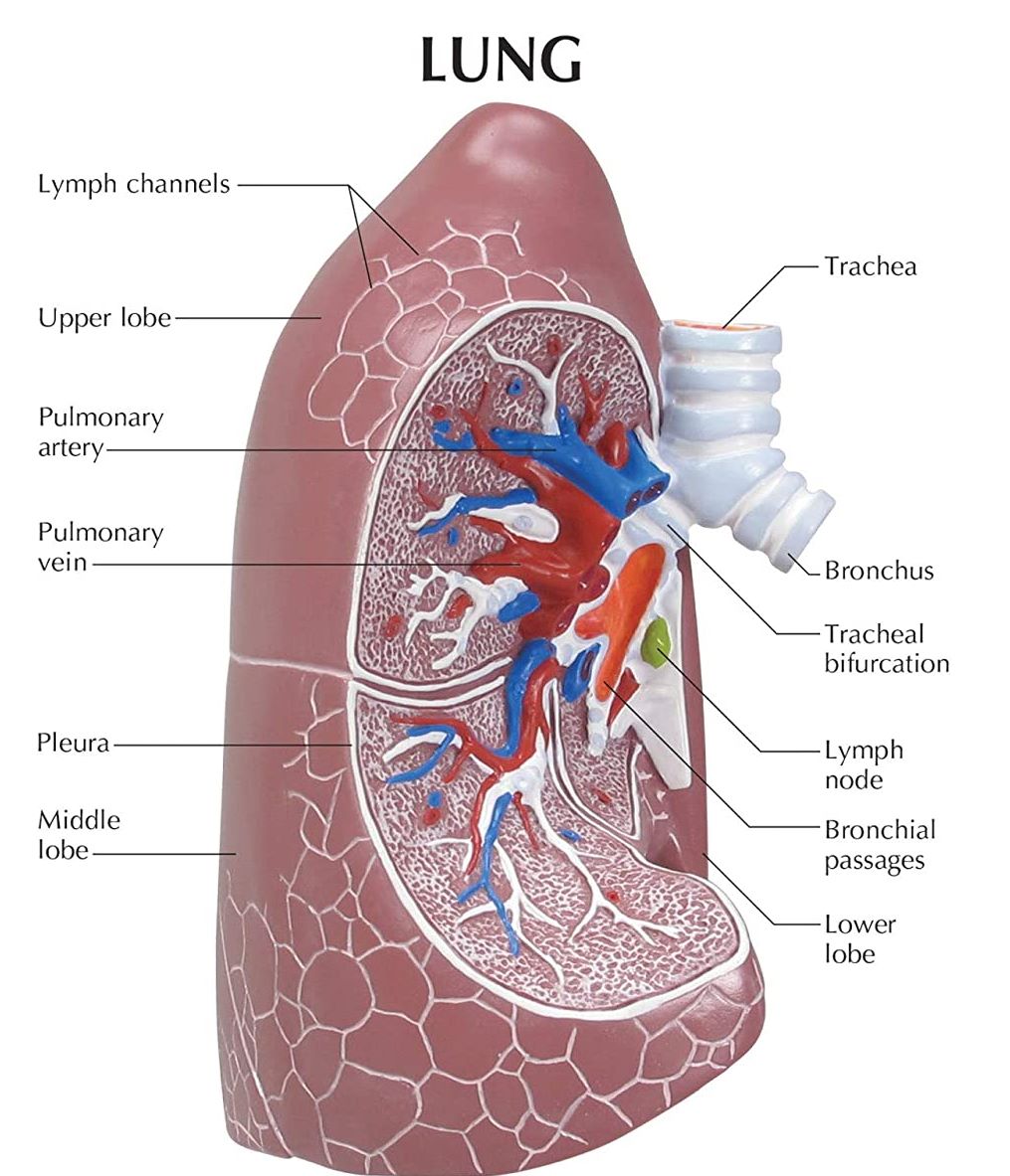 Basic Lung Anatomy Model
