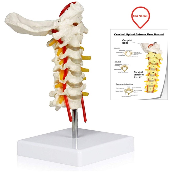 Cervical Vertebral Column With Spinal Nerves And Arteries