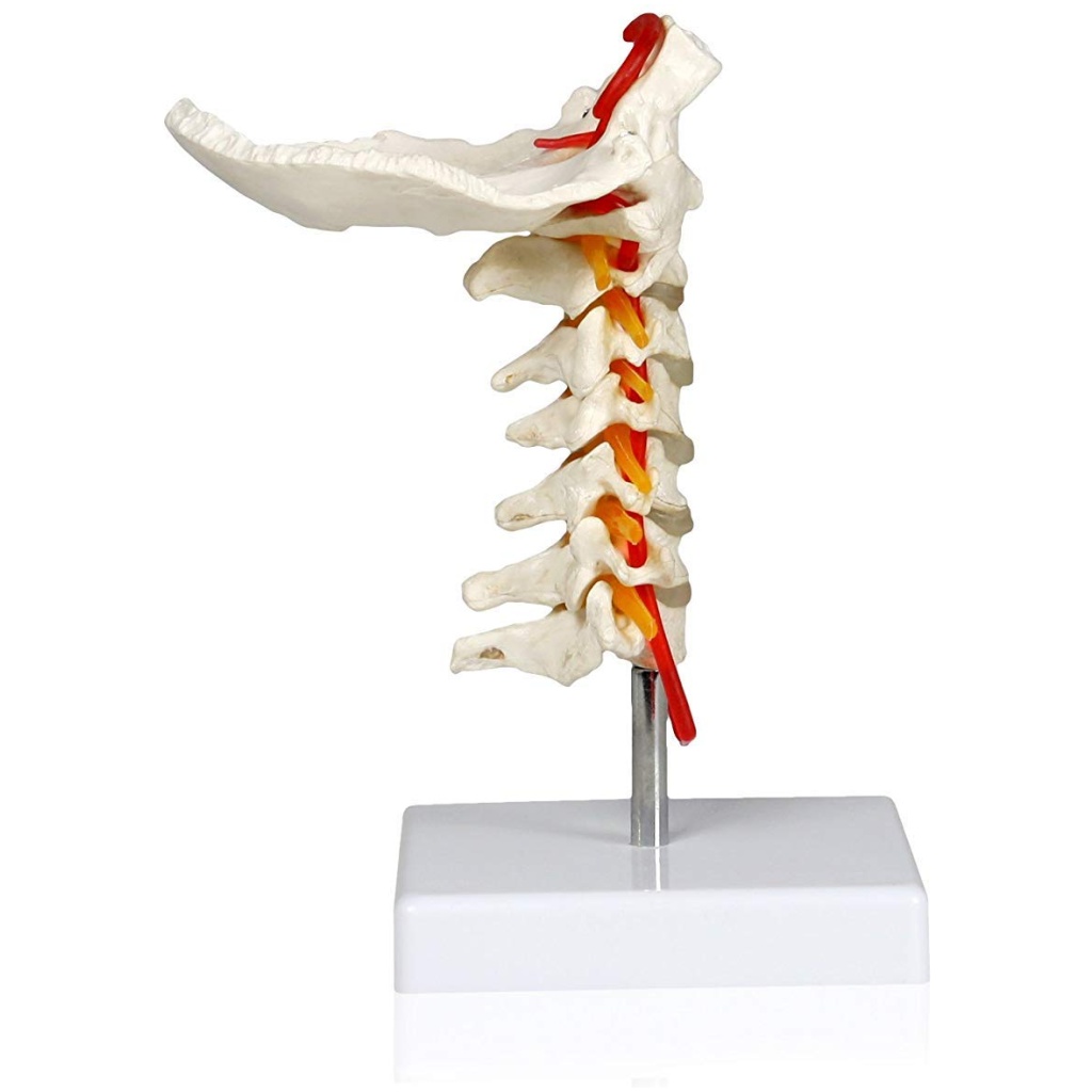 Cervical Vertebral Column With Spinal Nerves And Arteries