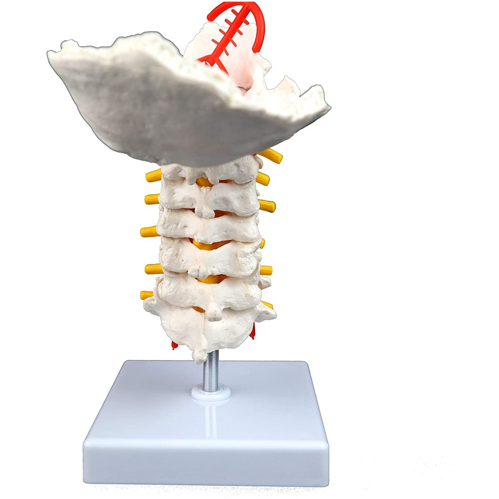Cervical Vertebral Column With Spinal Nerves And Arteries