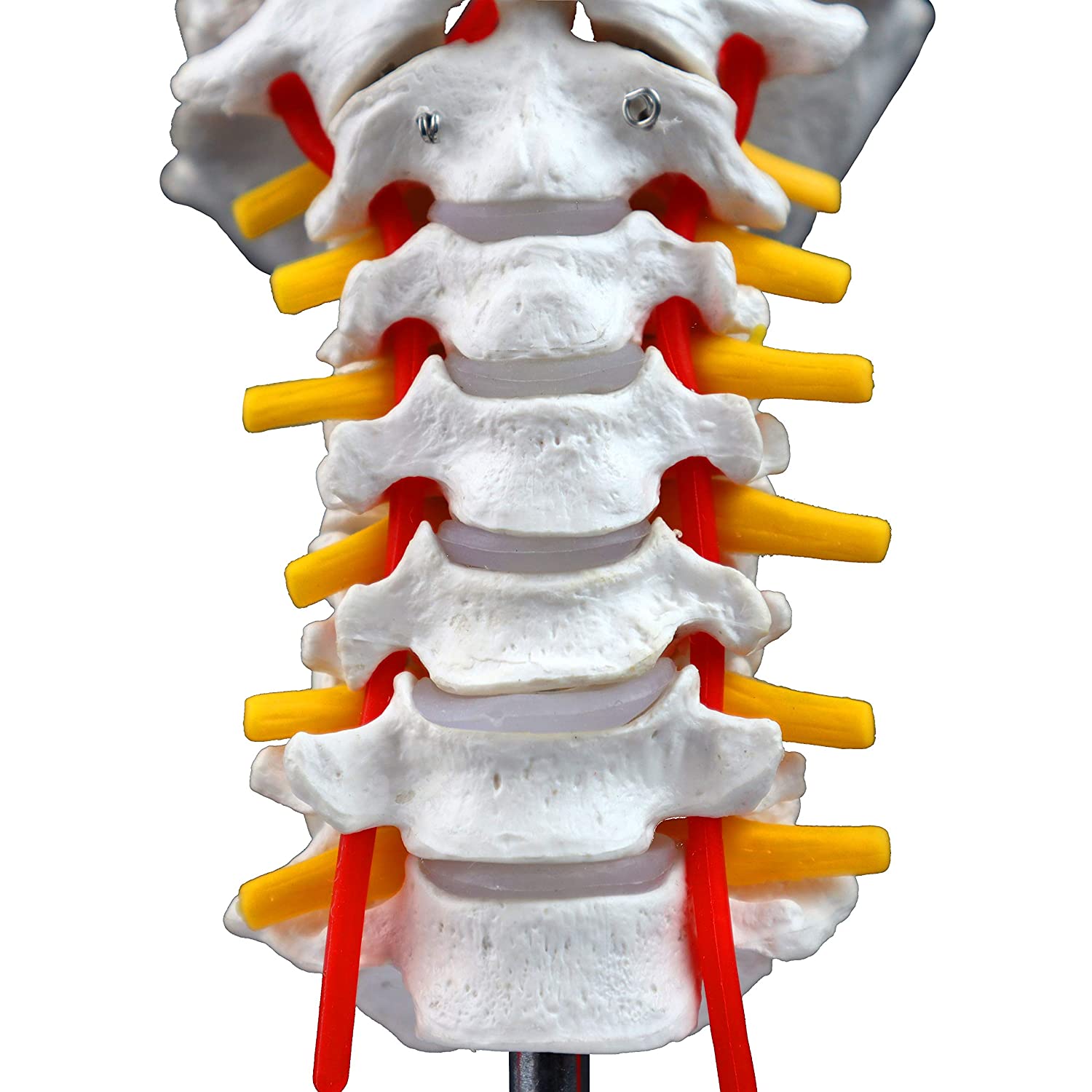Cervical Vertebral Column With Spinal Nerves And Arteries