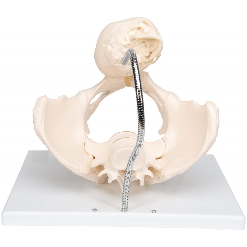Childbirth Demonstration Pelvis Skeleton Model With Fetal Skull