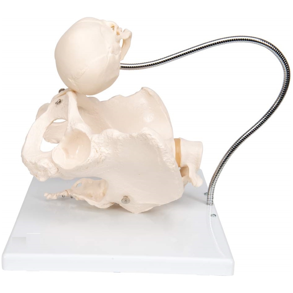 Childbirth Demonstration Pelvis Skeleton Model With Fetal Skull