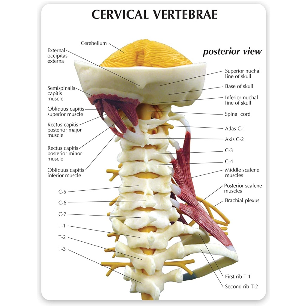 Deluxe Muscled Cervical Anatomy Model