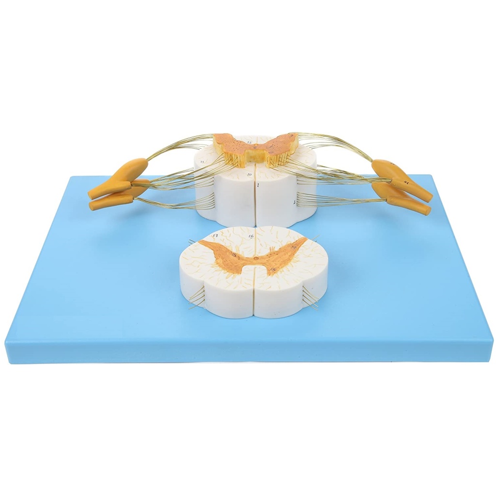 Enlarged Spinal Cord Model With Nerves 8x Life Size