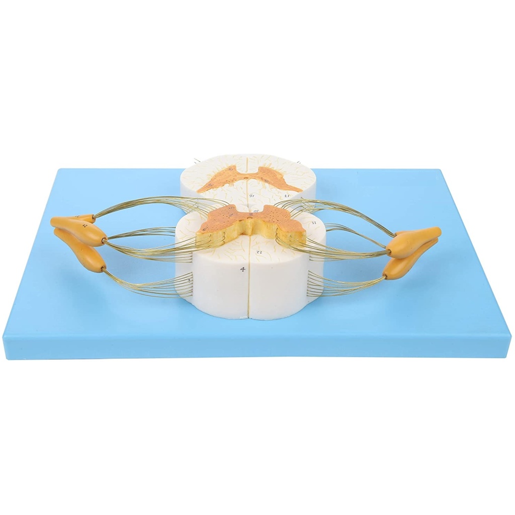 Enlarged Spinal Cord Model With Nerves 8x Life Size