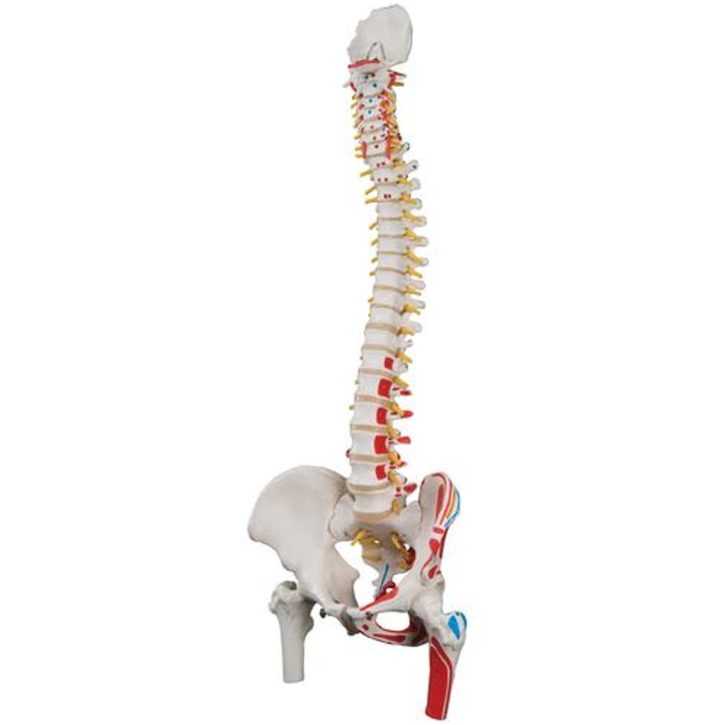 Durable Flexible Spine Anatomy Model
