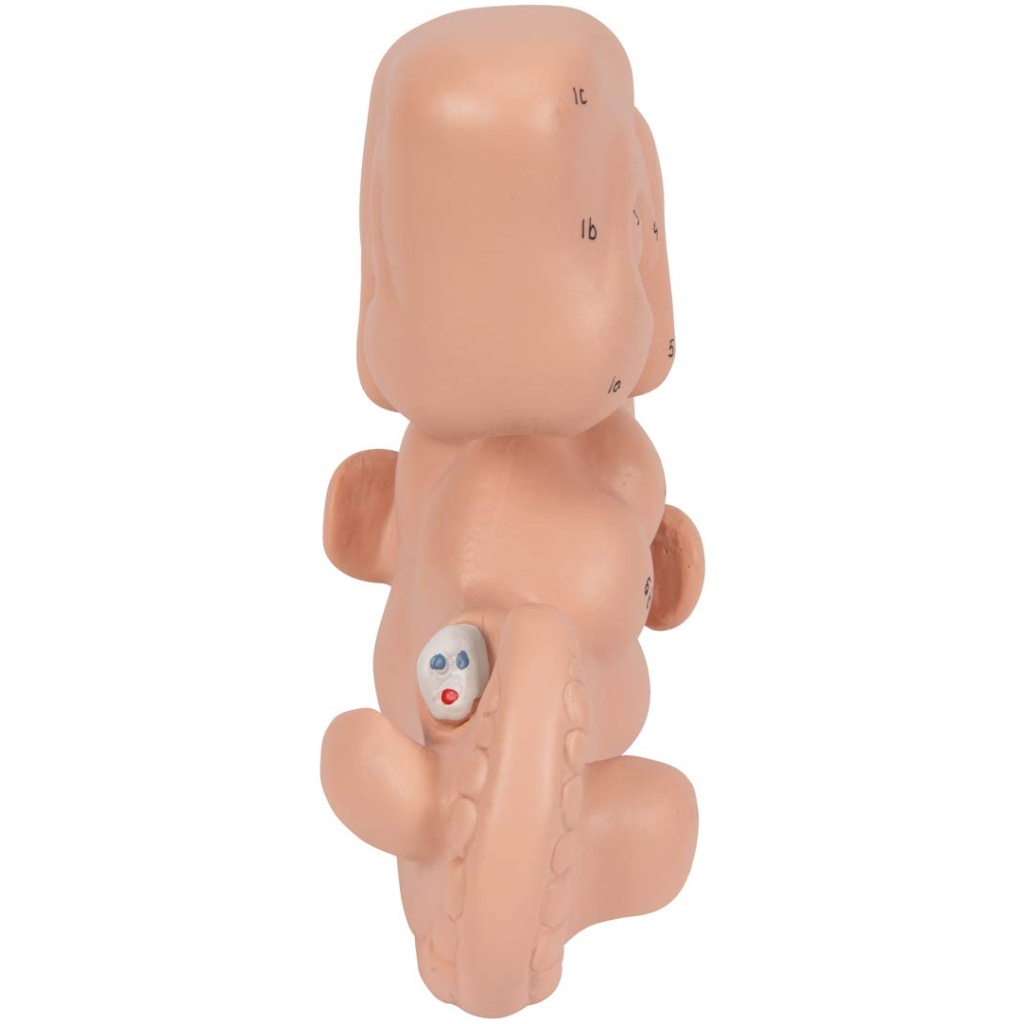 Human Embryo Model, 25 Times Life-Size