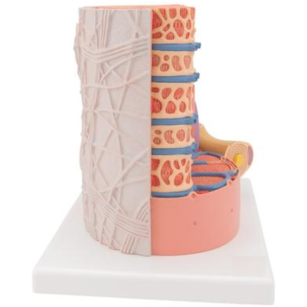 Human Muscle Micro Anatomy Model