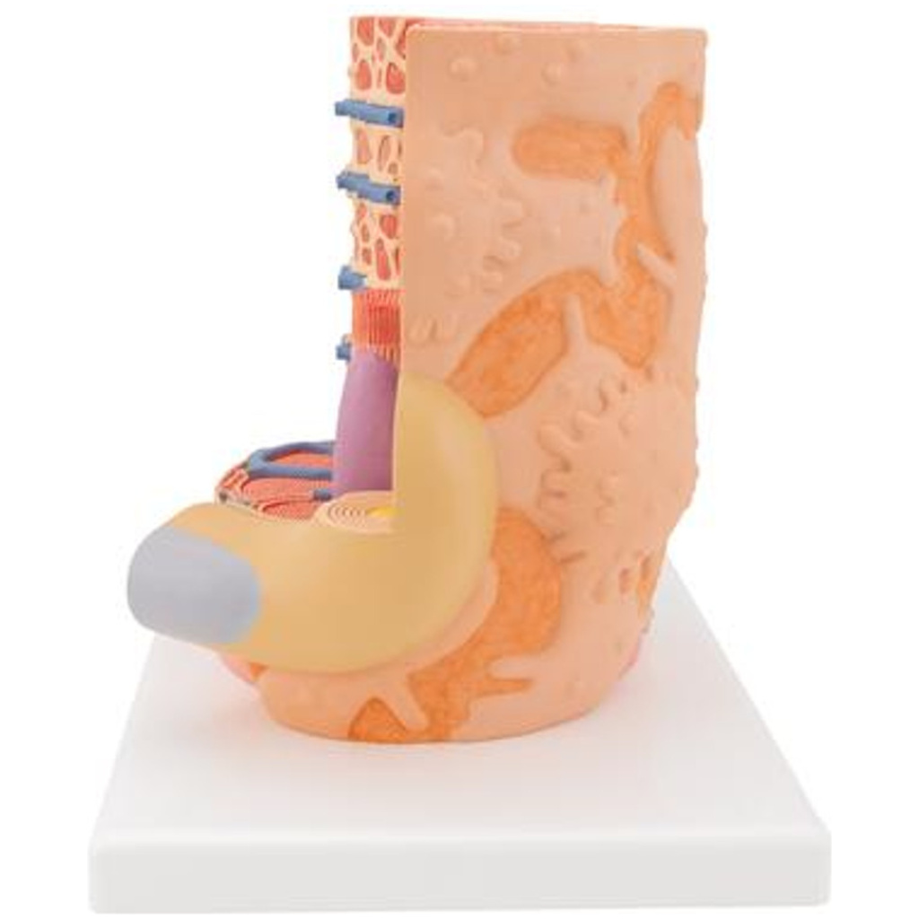 Human Muscle Micro Anatomy Model