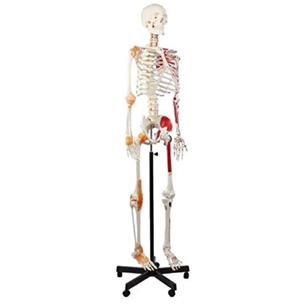 Human Skeleton Model Sam With Muscles & Ligaments