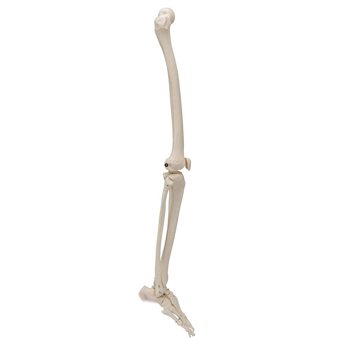 Human Skeleton Of Leg With Foot, Wire Mounted