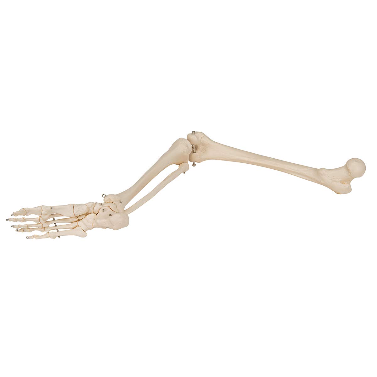 Human Skeleton Of Leg With Foot, Wire Mounted