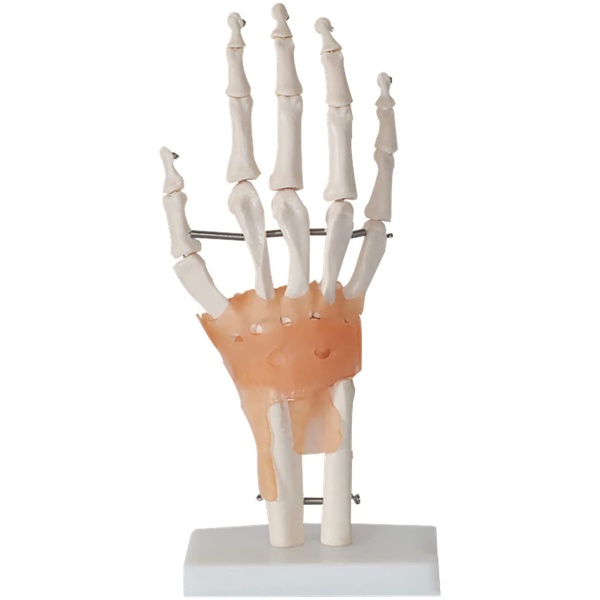 Life-Size Hand Joint With Ligaments