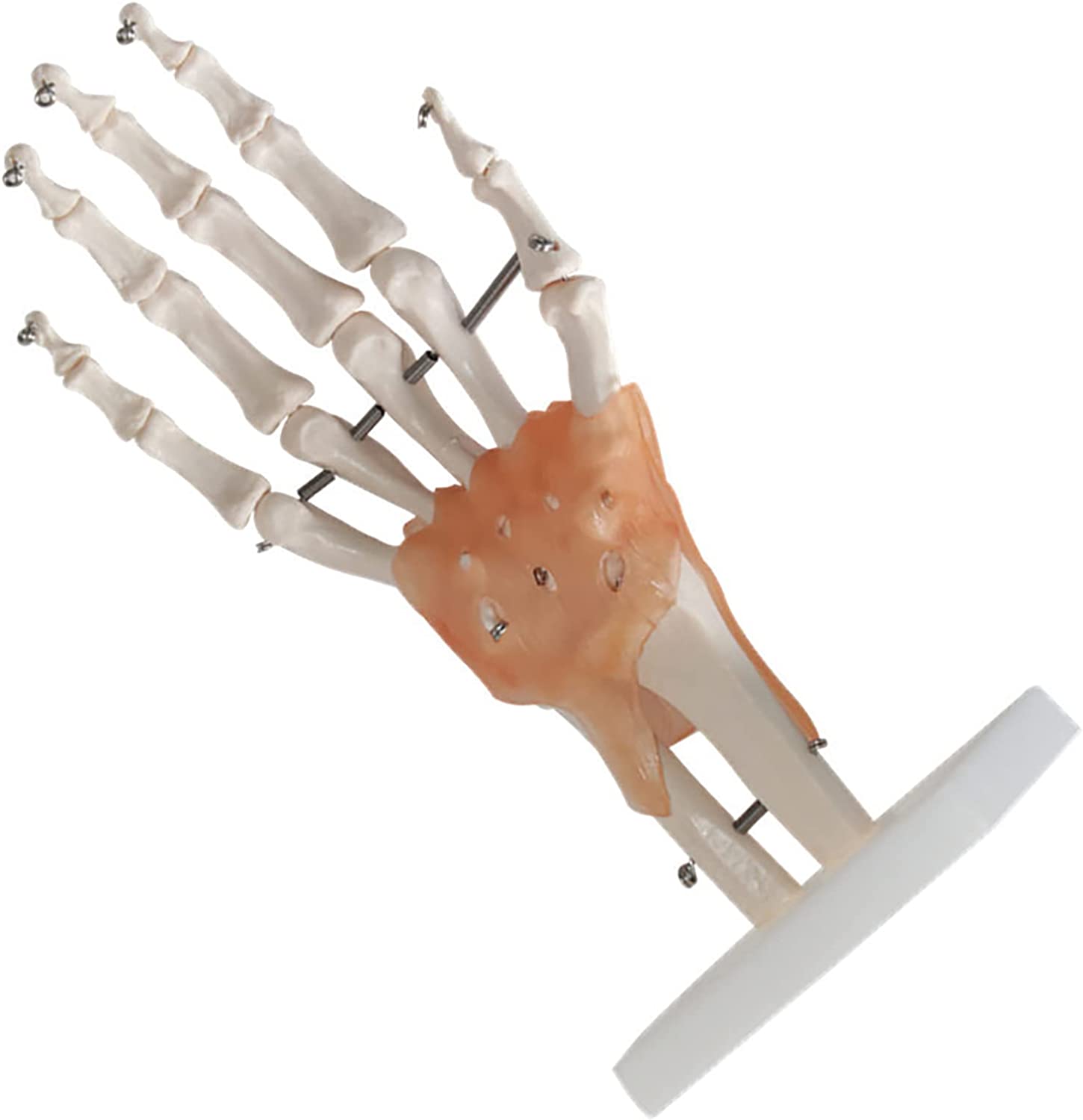 Life-Size Hand Joint With Ligaments