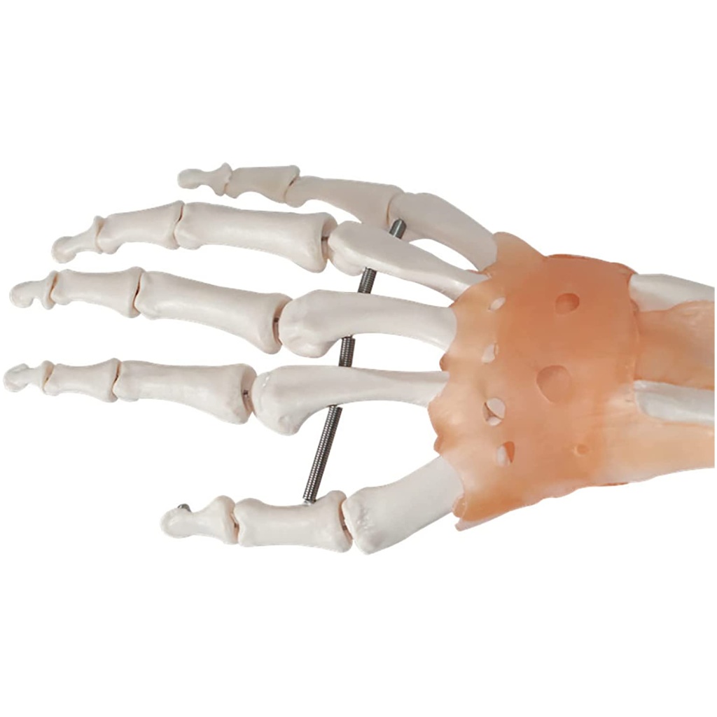 Life-Size Hand Joint With Ligaments