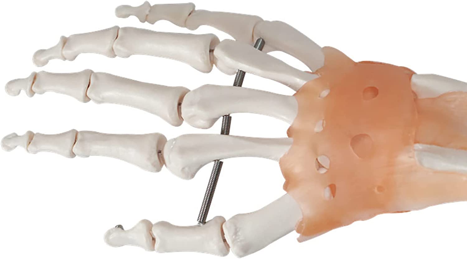 Life-Size Hand Joint With Ligaments