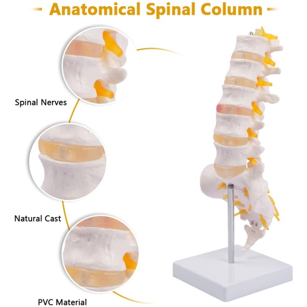 Lumbar Vertebral Column With Sacrum And Spinal Nerves Anatomy Model