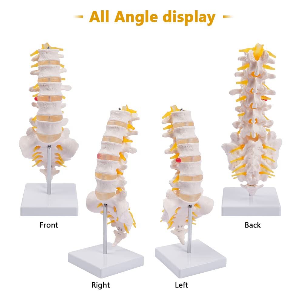 Lumbar Vertebral Column With Sacrum And Spinal Nerves Anatomy Model