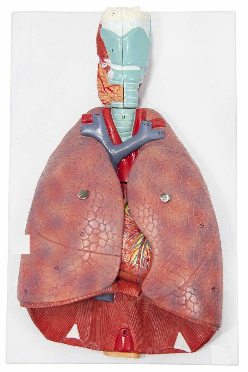 Lung Anatomy Model Set
