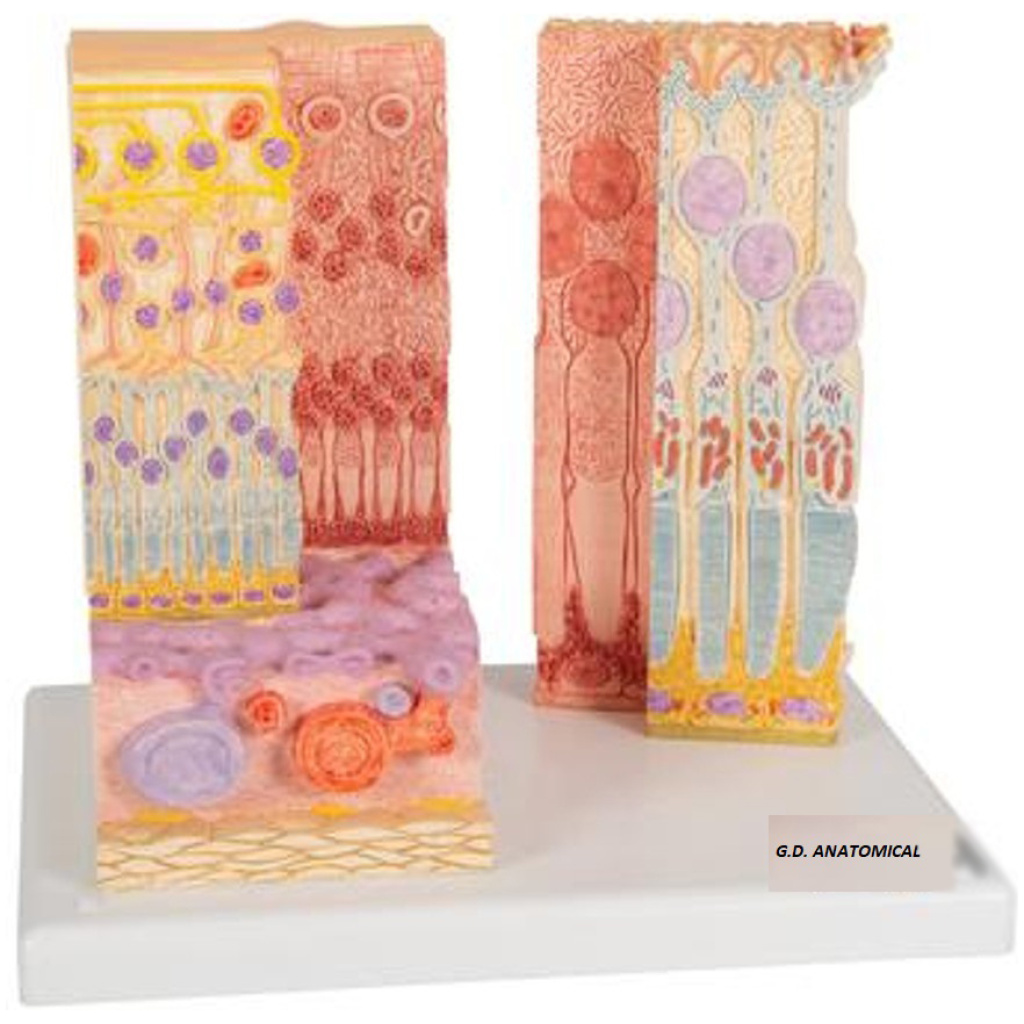 GD Anatomicals Microanatomy Models: Small In Size, Grand In Detail