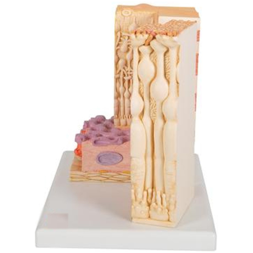 Microanatomy Eye Anatomy Model
