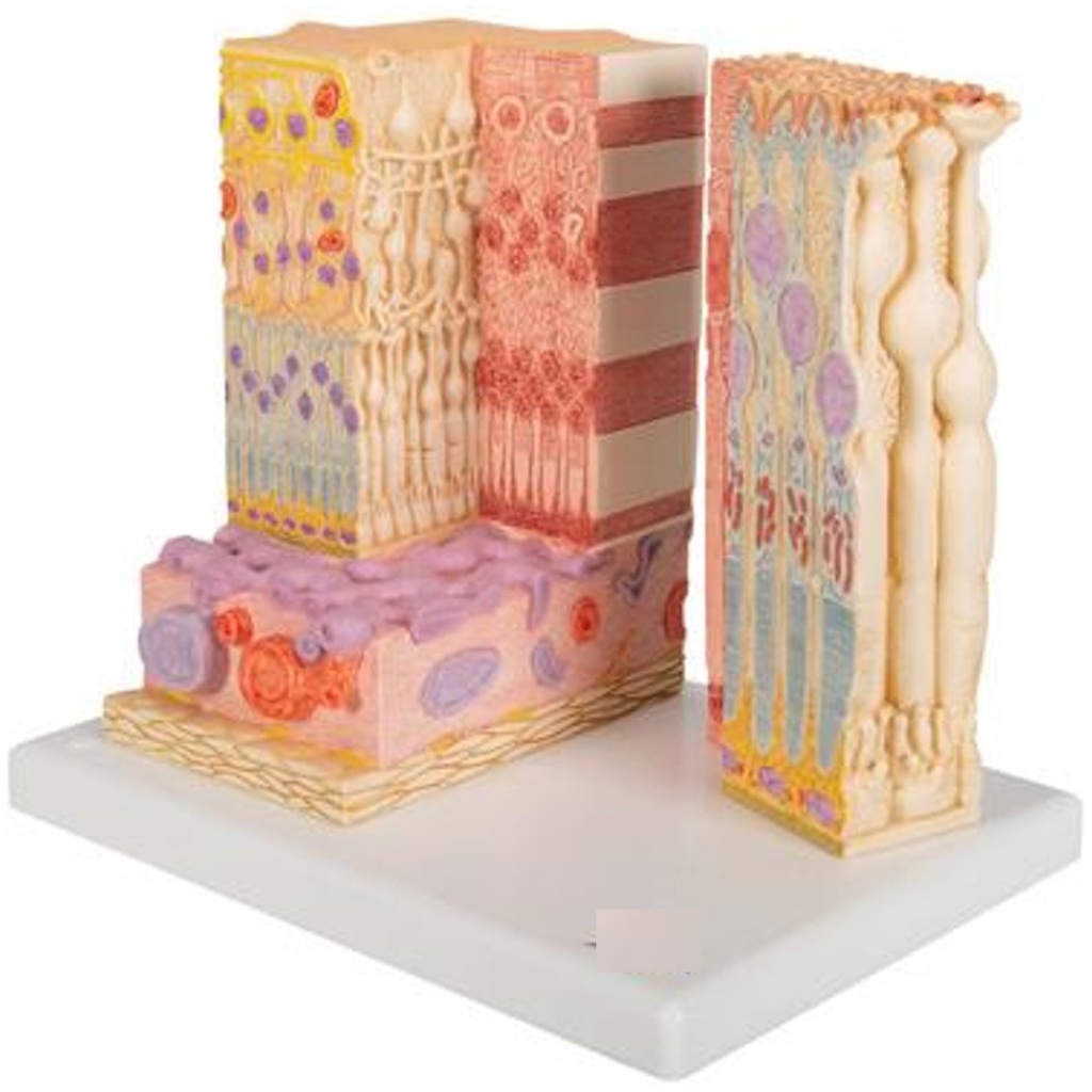 Microanatomy Eye Anatomy Model