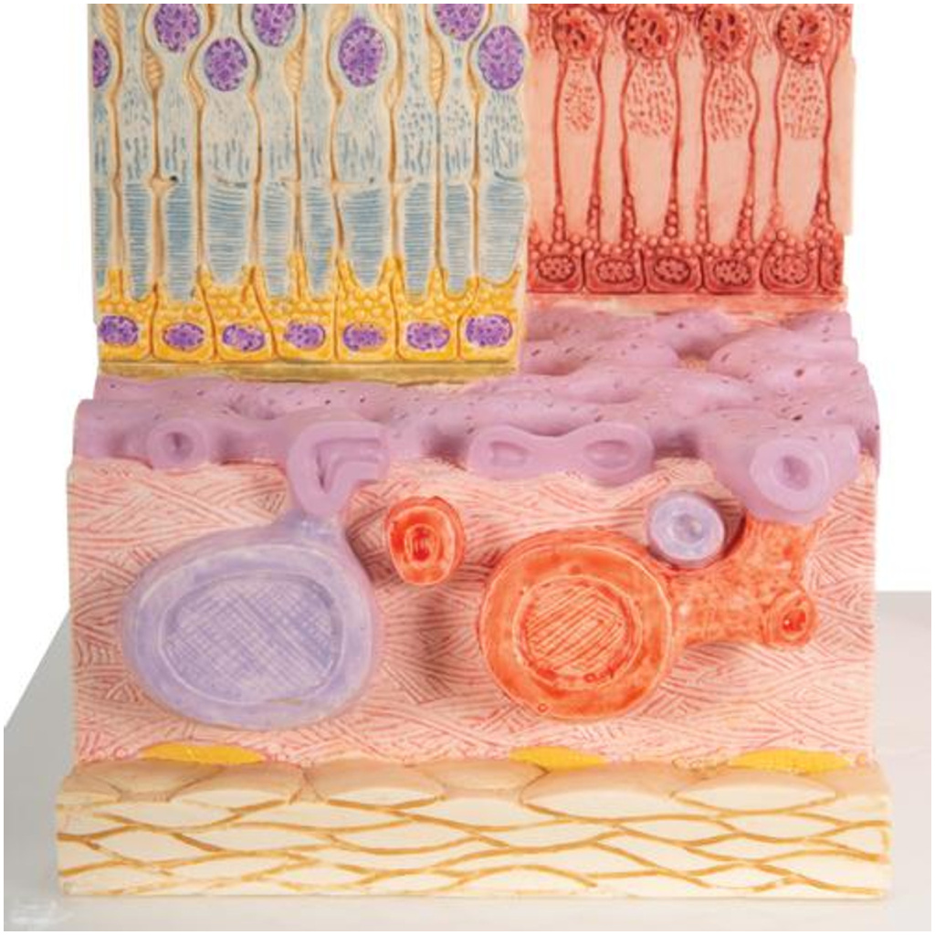 Microanatomy Eye Anatomy Model
