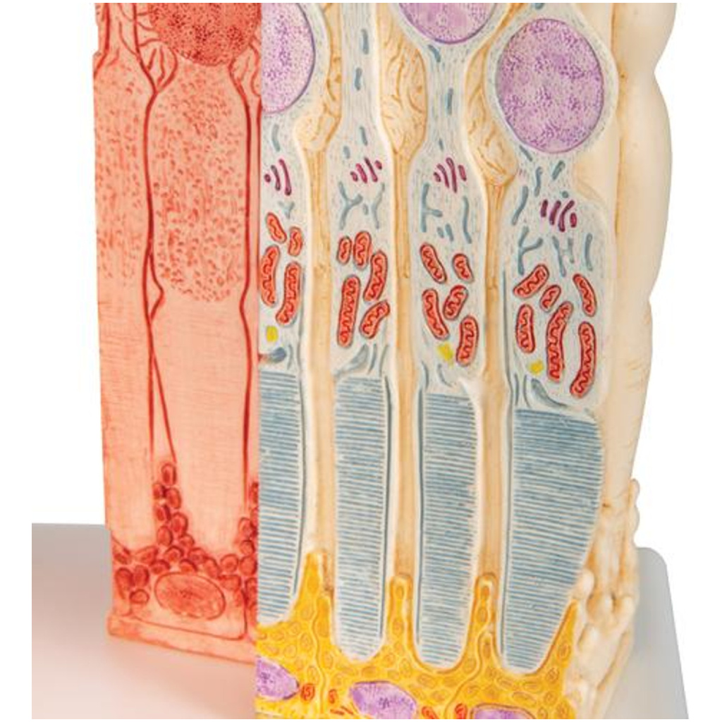 Microanatomy Eye Anatomy Model