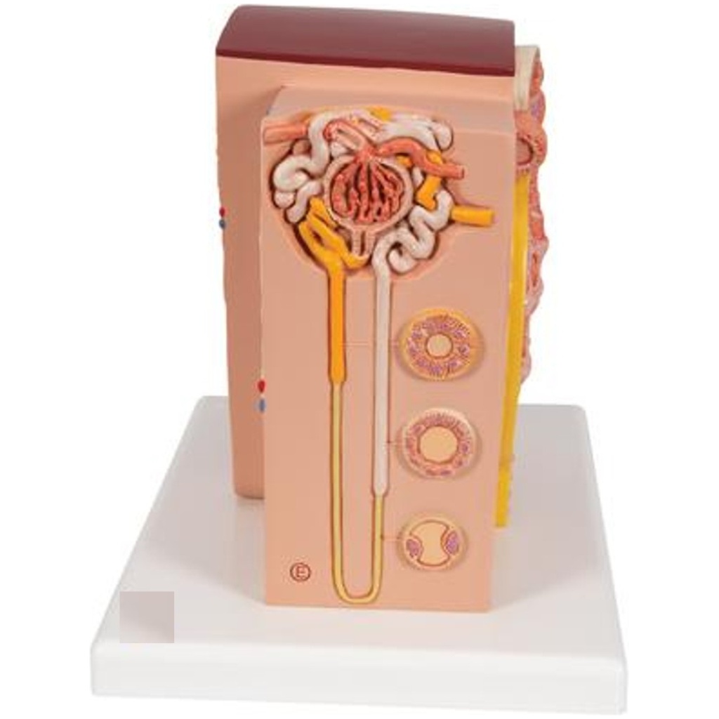 Microanatomy Kidney Anatomy Model