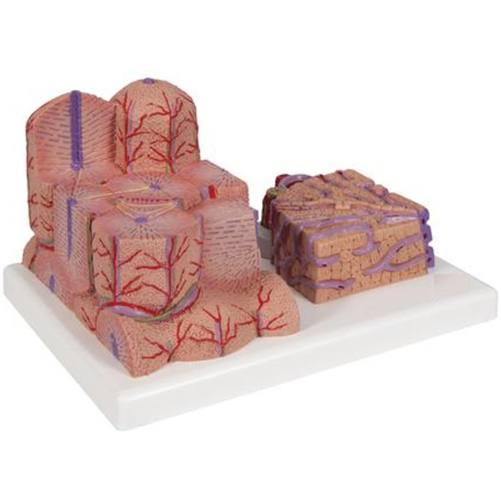 Microanatomy Liver Model 2 Parts