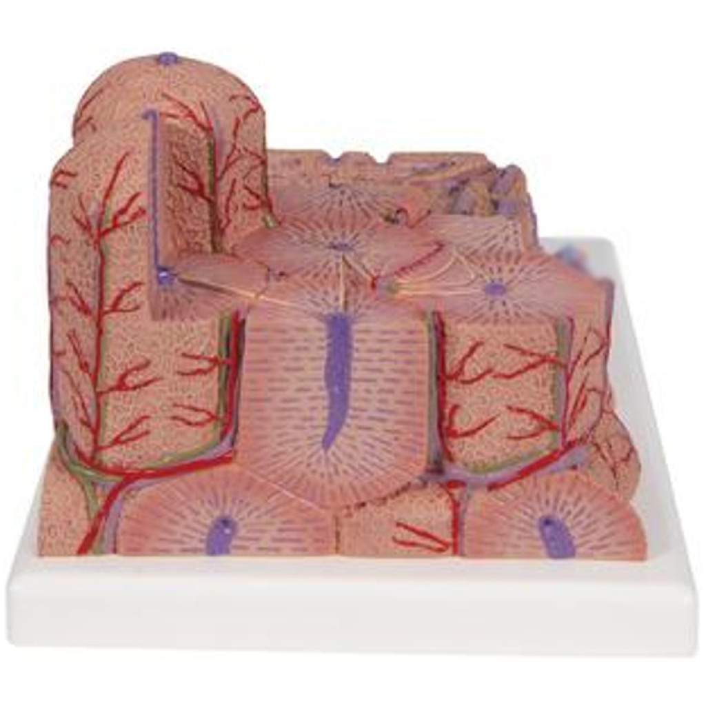 Microanatomy Liver Model 2 Parts