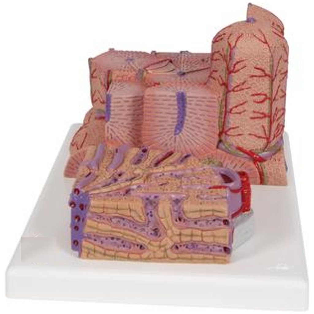 Microanatomy Liver Model 2 Parts