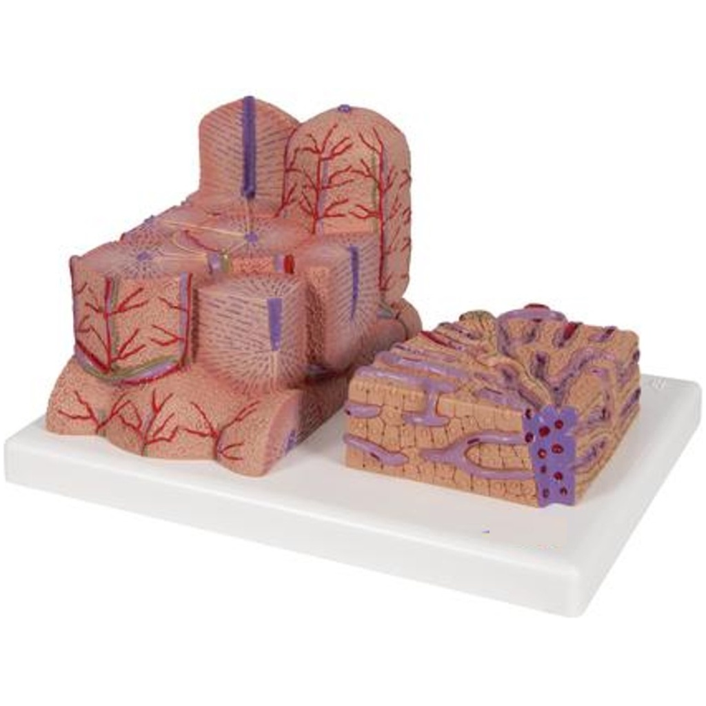 Microanatomy Liver Model 2 Parts