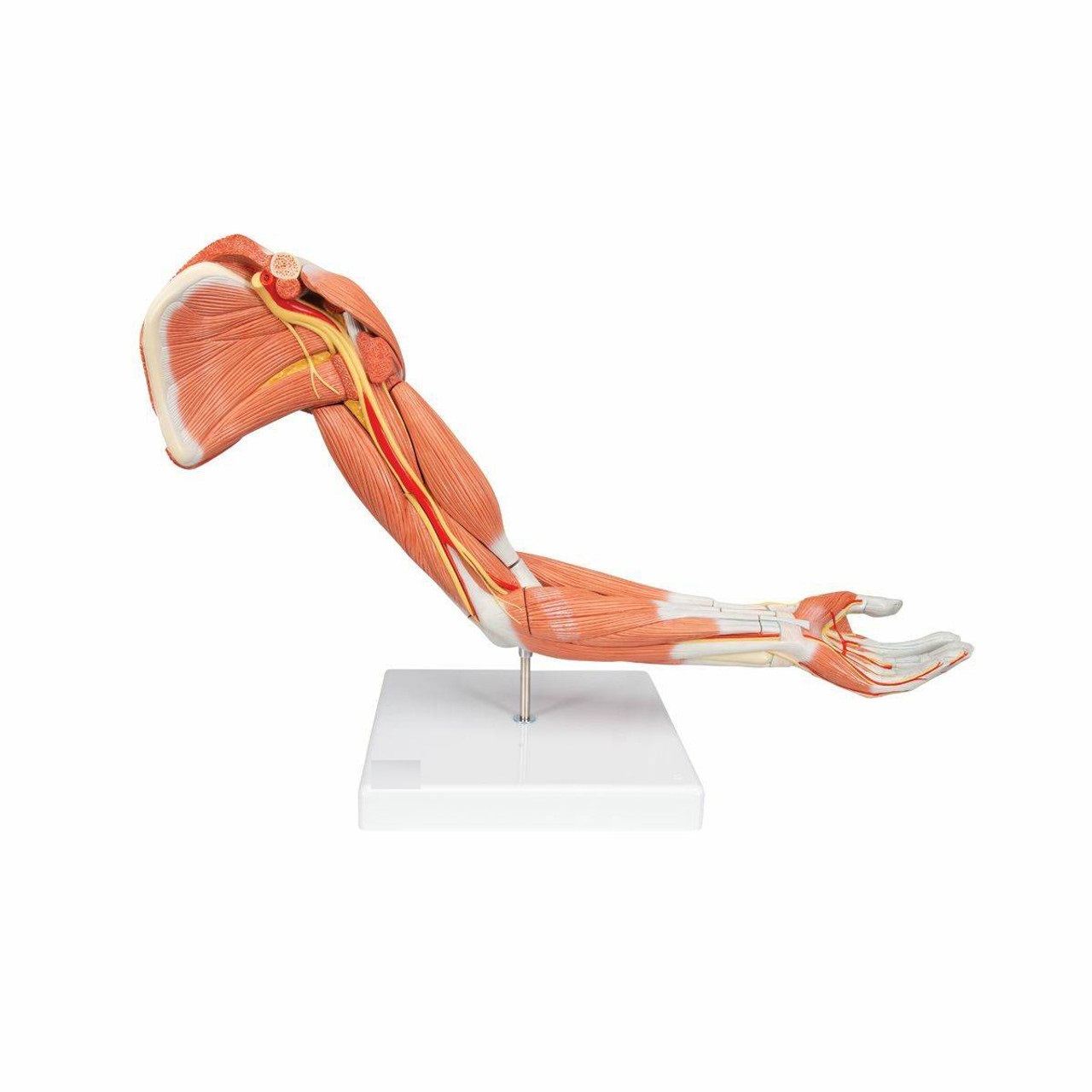 Muscle Anatomy Model Set