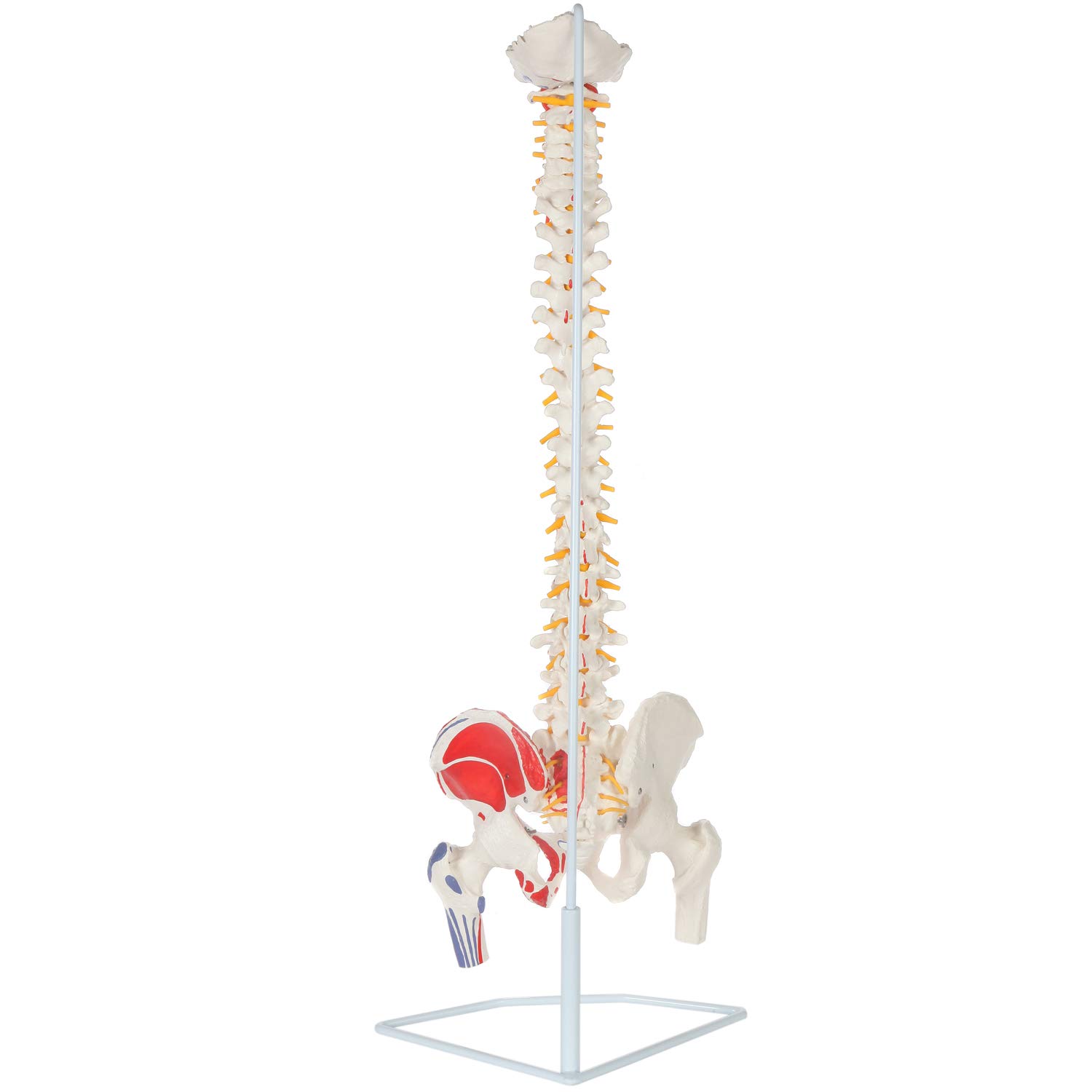 Painted Flexible Vertebral Column With Femur Heads