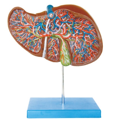 Liver Dissection Model