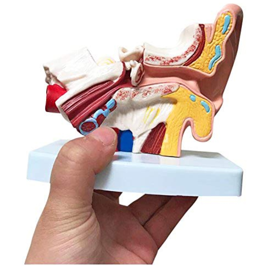 Professional Desktop Human Ear Anatomical Model