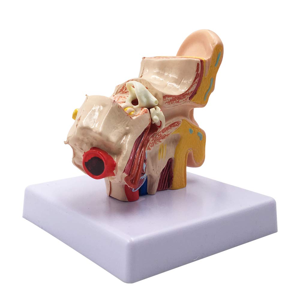 Professional Desktop Human Ear Anatomical Model