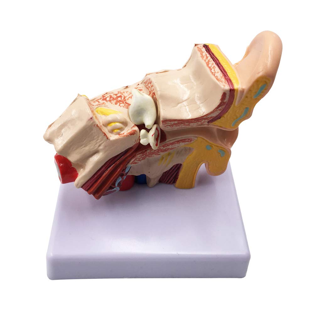 Professional Desktop Human Ear Anatomical Model