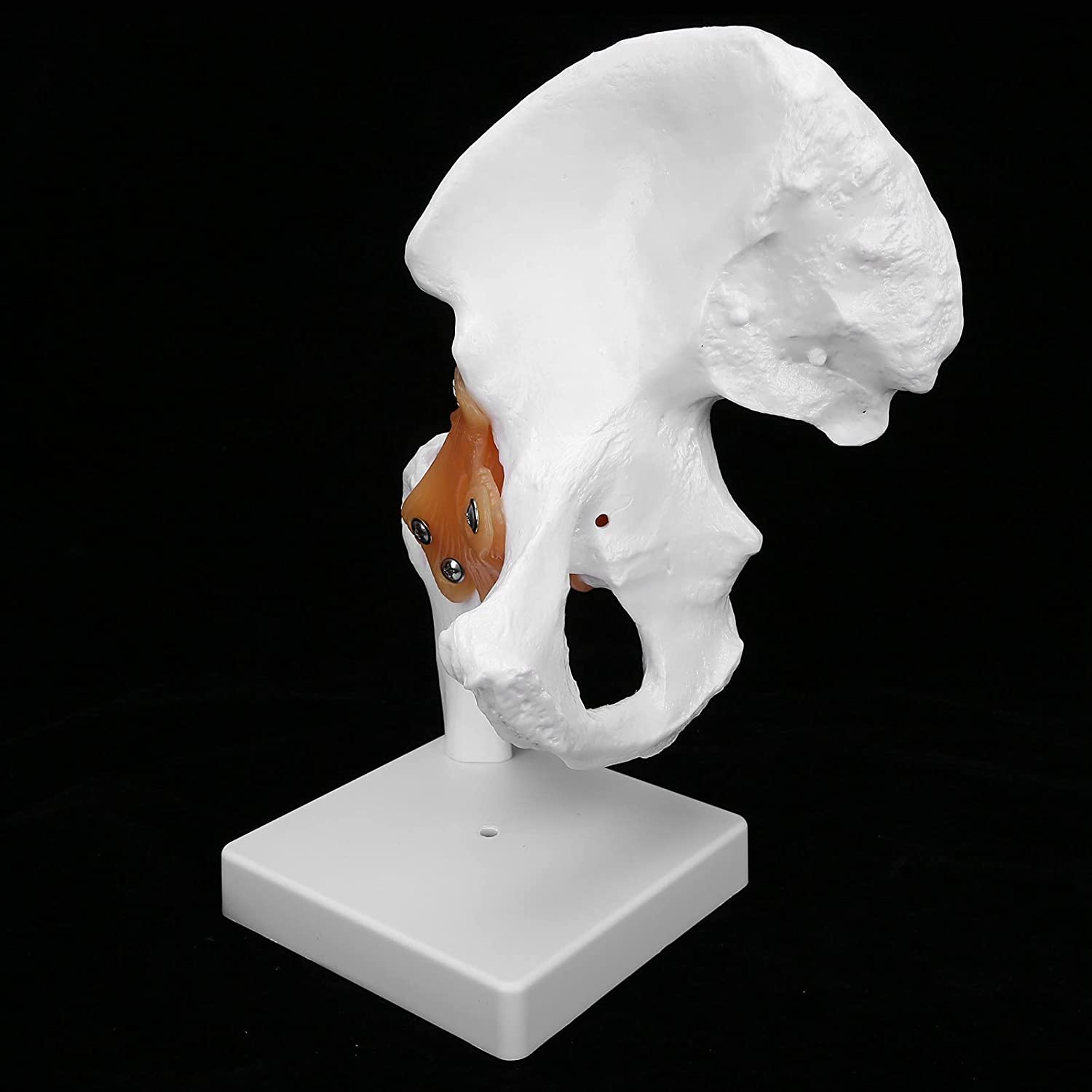 Hip Joint Model